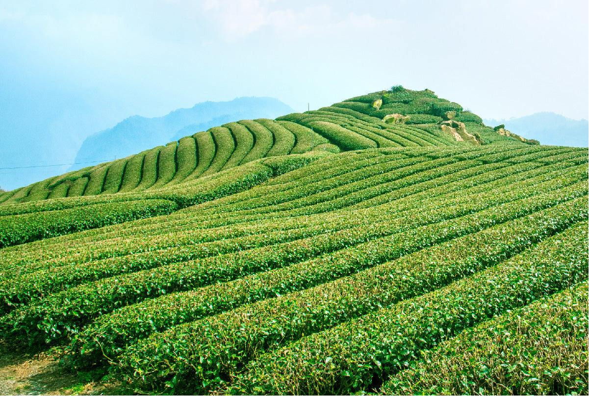 Our favourite Ceylon teas from the finest Sri Lankan estates