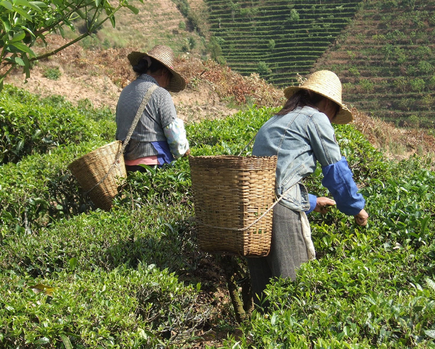 China Tea: The Yunnan Province - loose leaf green organic rooibos tea
